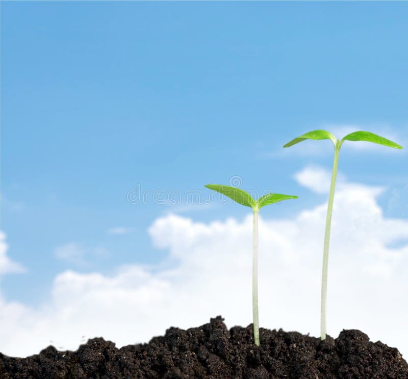 Groeien, groeiend, plant stock foto. Image of klein, begrip - 56647962