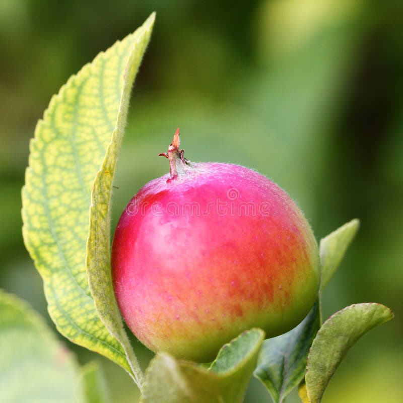 Het Kweken Van Appelboom in Pot Stock Afbeelding - Image of symbool ...