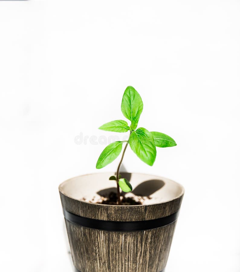 2,519 Groeiende Bloem Foto's - gratis en royaltyvrije stockfoto's uit ...