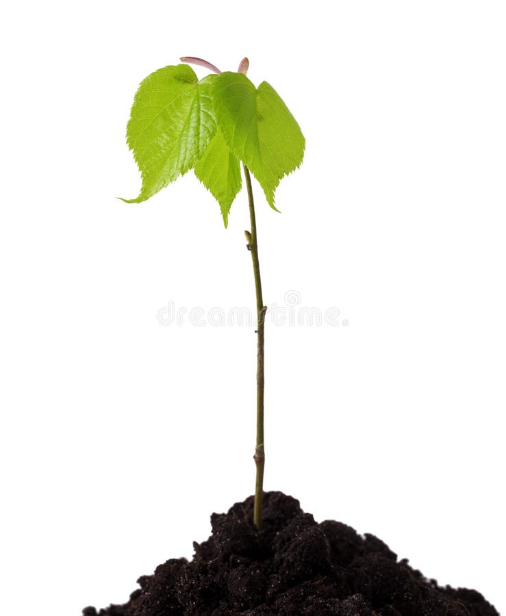 Jonge boom stock foto. Image of ecologie, blad, naughty - 10644630