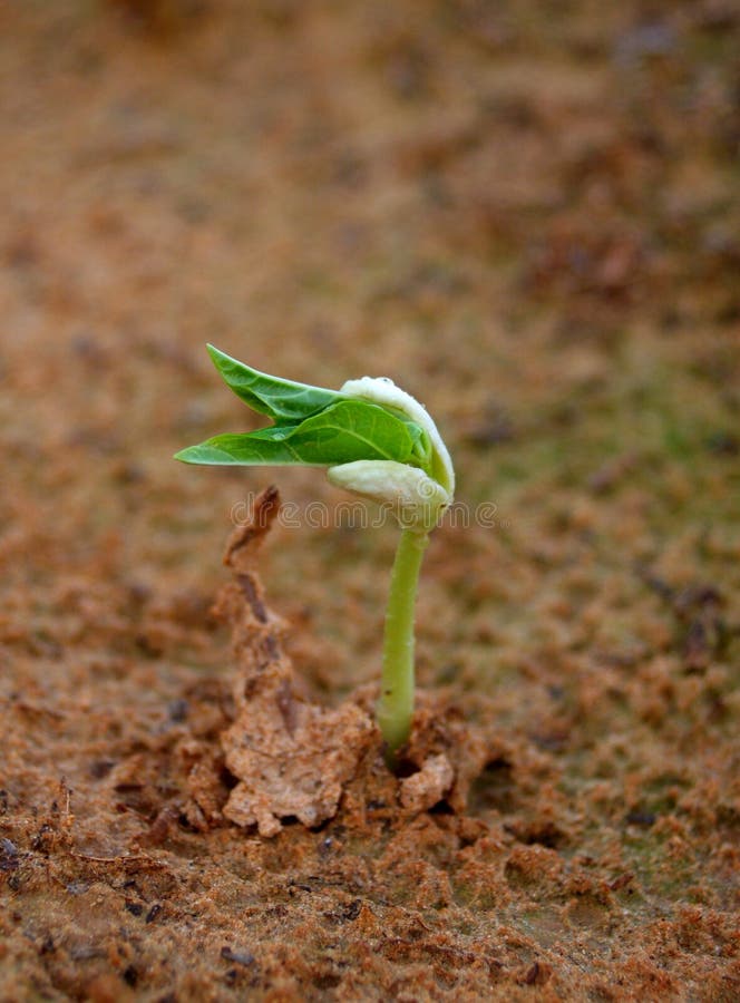 Groeiende Boom stock afbeelding. Image of achtertuin, groei - 920681