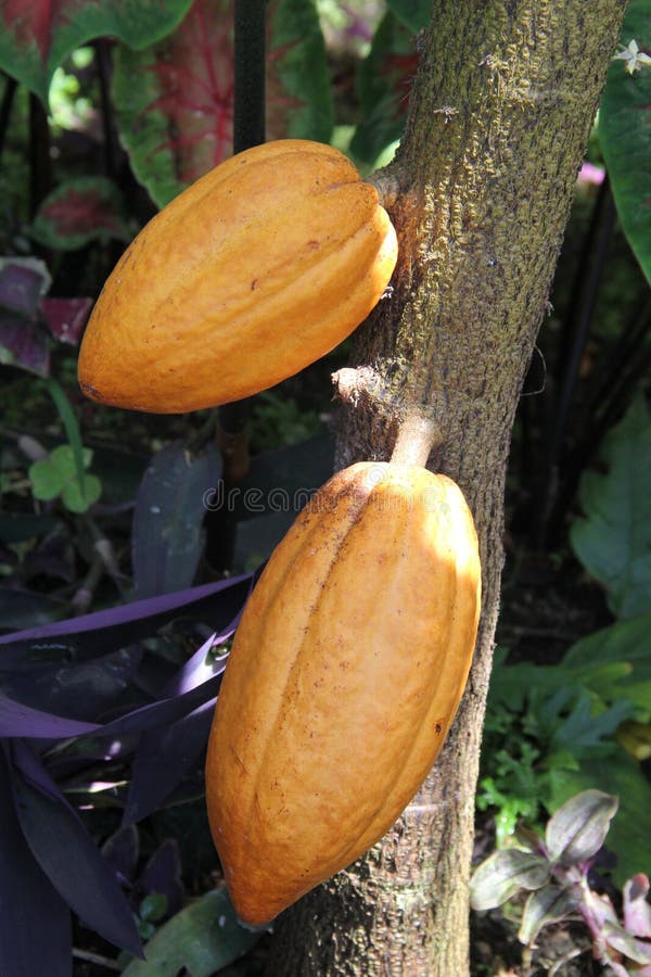 Groeiende cacaoboon stock afbeelding. Image of aanplanting - 30388137