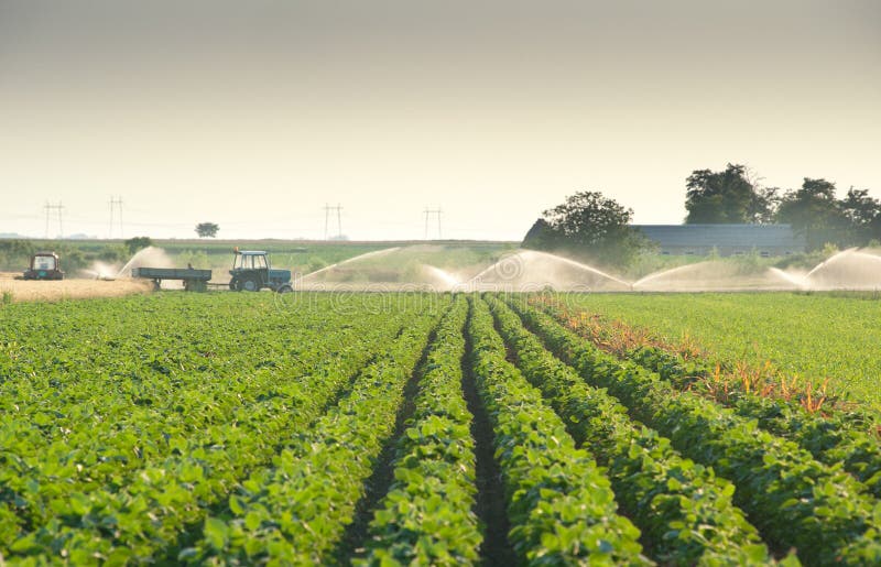 Groeiende sojaboon stock foto. Image of groei, groen - 23871946