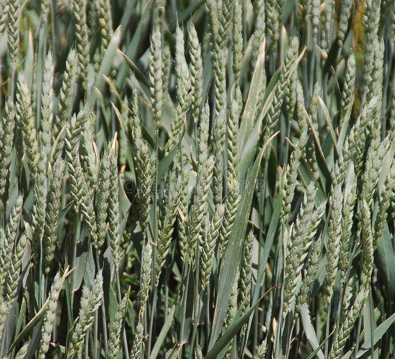Groeiende tarwe. stock foto. Image of licht, korrel, installatie - 34591828