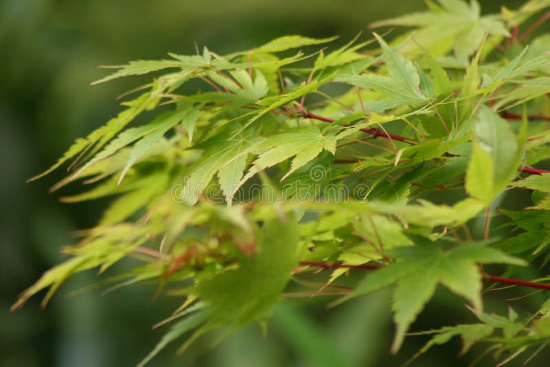 Groene En Rode Acer-Bladeren Stock Afbeelding - Image of japan, blad ...