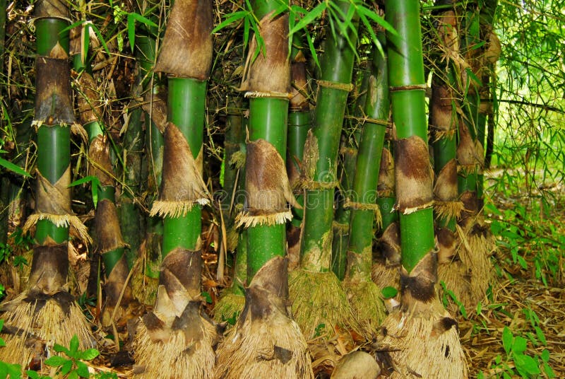Groen Bamboe stock foto. Image of bamboe, segment, naughty - 26202620