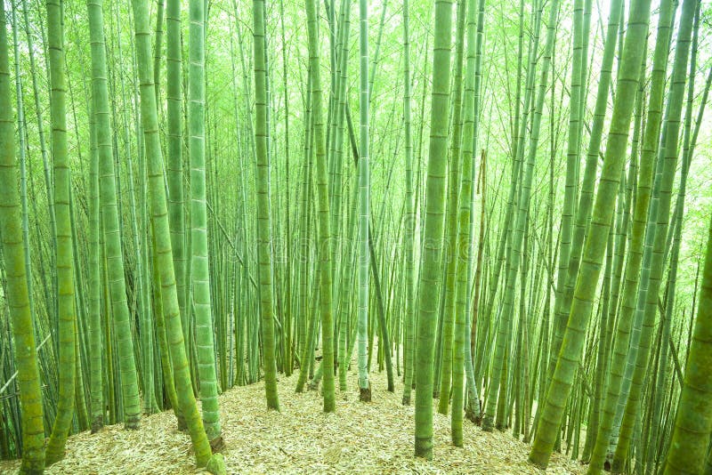 Groen bamboebos stock afbeelding. Image of ochtend, versheid - 23270659