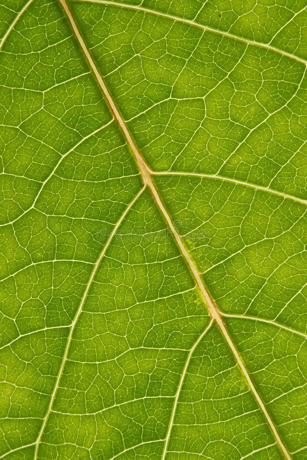 De Anatomie van het blad stock foto. Image of bladeren, stam - 7064