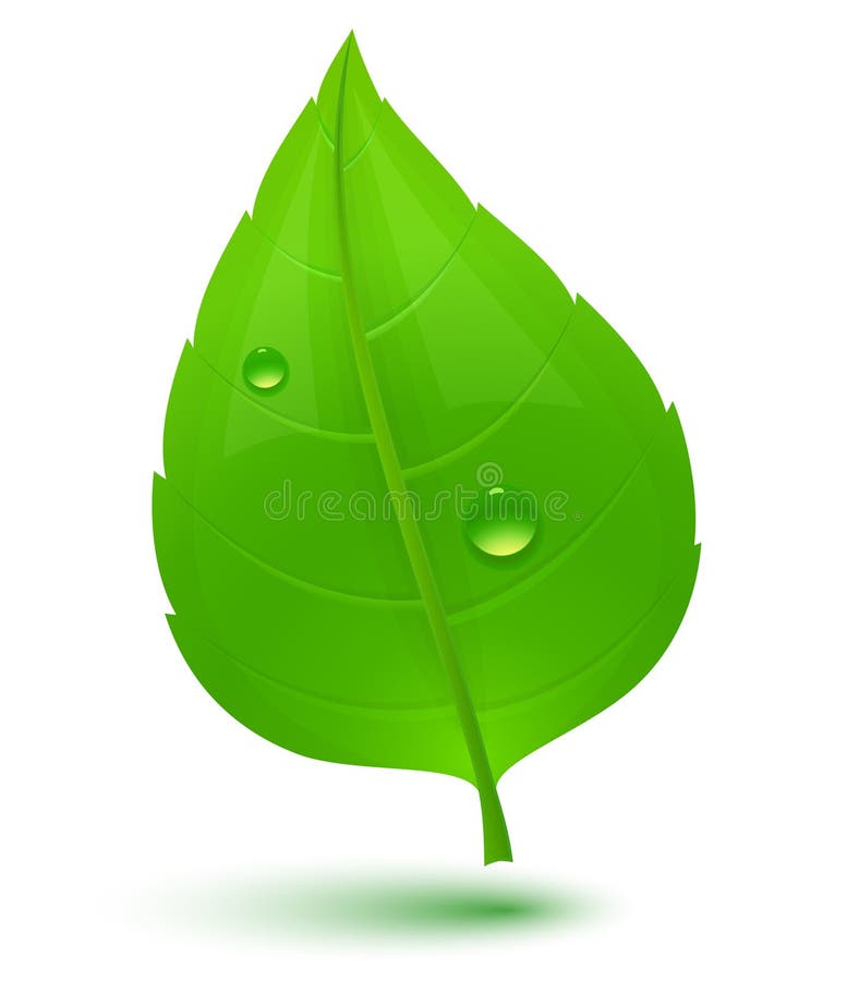 Groen Blad Met Dalingen Van Water Vector Illustratie - Illustration of ...