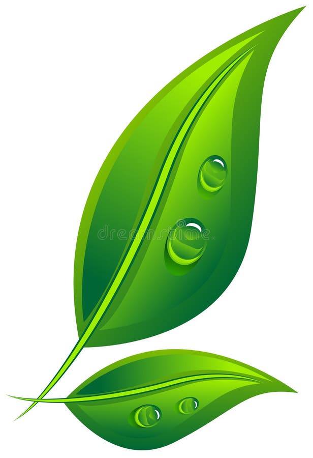 Groen Blad Twee Met Dauwdalingen Vector Illustratie - Illustration of ...
