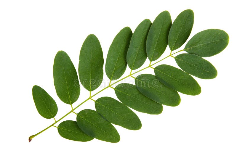 Groen blad van acaciaboom stock afbeelding. Afbeelding bestaande uit ...