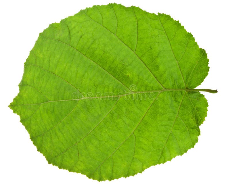 Het Blad van de Lindeboom stock foto. Image of linde, nave - 7211292