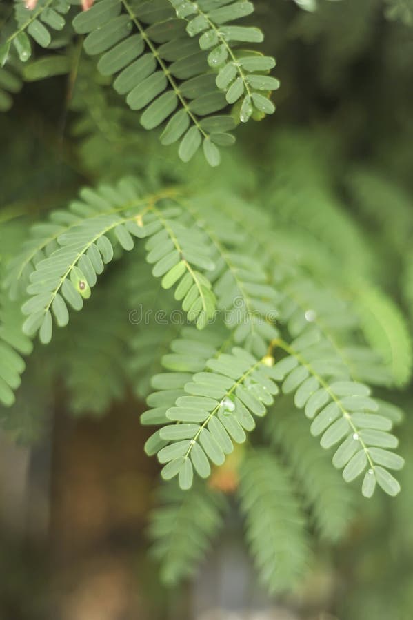 Groen Blad Van Tamarindeboom Stock Afbeelding - Image of achtergrond ...