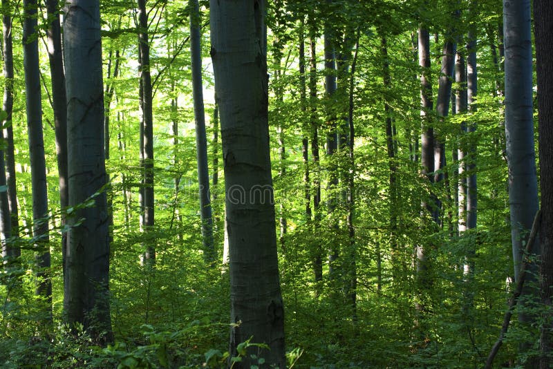 Groen Bos stock foto. Image of voetpad, lente, duits - 14610380