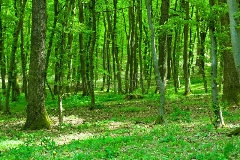 Bos stock afbeelding. Image of vegetatie, achtergrond - 13197507