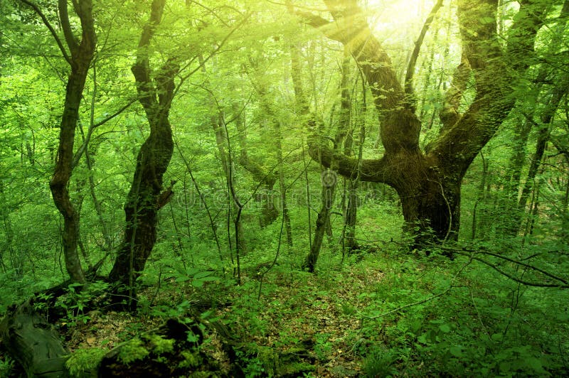Groen bos stock foto. Image of ochtend, diep, gras, bladeren - 20617042