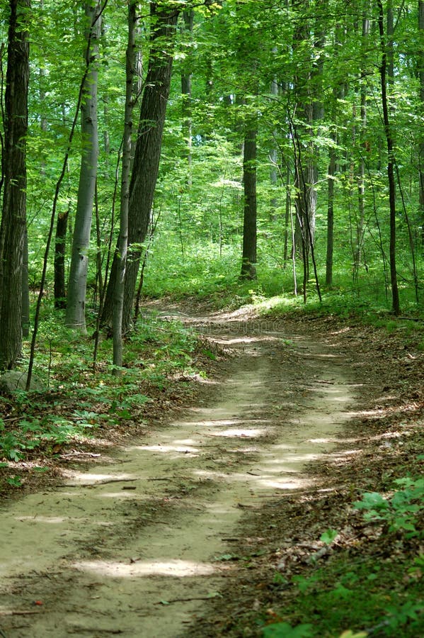 Bosgroen stock afbeelding. Image of gloed, lang, gouden - 2424725