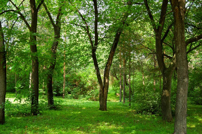 Groen bos stock afbeelding. Image of beuk, stam, bladeren - 2761461