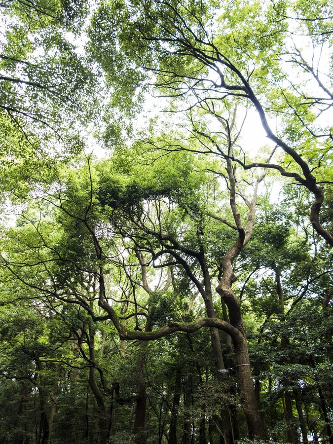 Groen bos stock afbeelding. Image of gebladerte, zonnig - 34582795