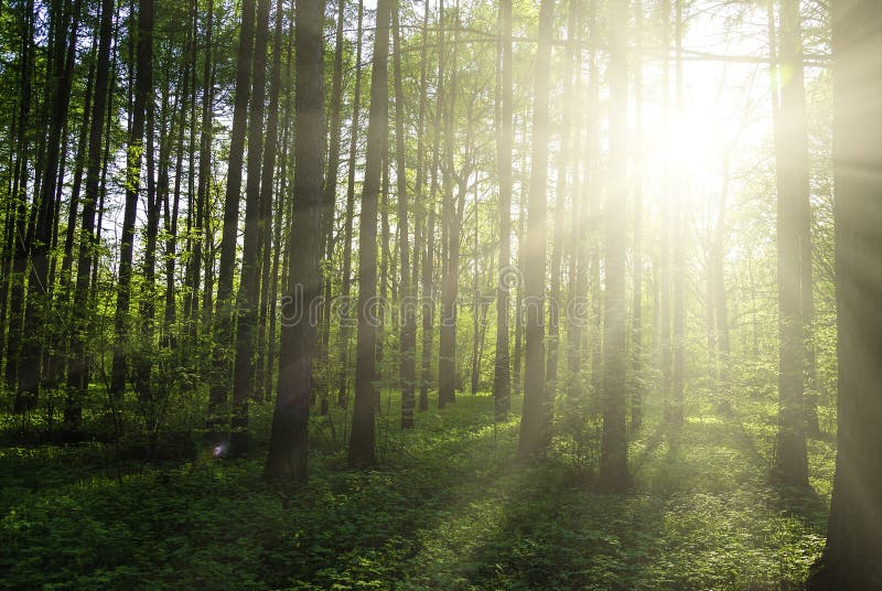 Groen bos stock afbeelding. Image of berk, licht, tafereel - 36559423