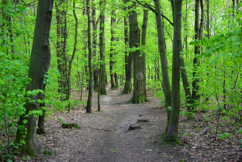 Groen bos stock foto. Image of nave, park, installaties - 39943206