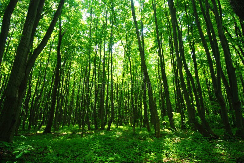 Boomstammen in het bos stock foto. Image of vrede, koel - 5307476