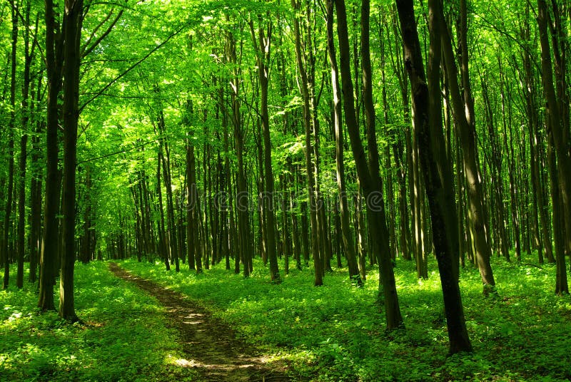 Groen bos stock afbeelding. Image of vergankelijk, neiging - 5691587