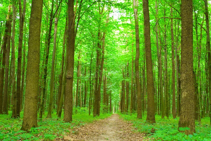 Groen bos stock foto. Image of mooi, takken, naughty, installaties ...