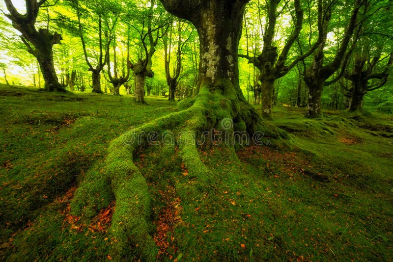 Groen bos stock afbeelding. Image of landschap, installatie - 72565193