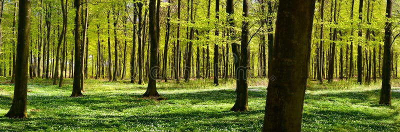 Groen bos in de lente stock foto. Image of behoud, takje - 5136032