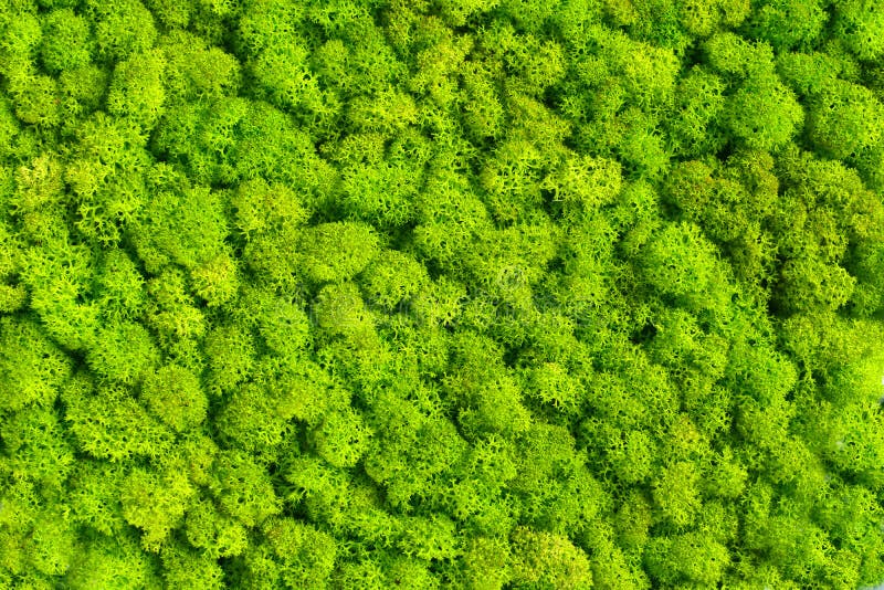 Groene Decoratieve Mos Textuur Muur Tegen Achtergrond Stock Foto ...
