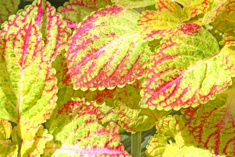 Groen En Rood Blad Van Siernetel Stock Afbeelding - Image of ...