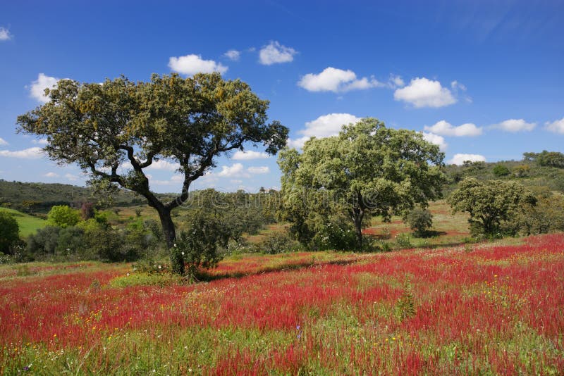 Groen en rood landschap stock foto. Image of openlucht - 4871716
