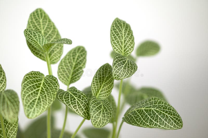 Groen En Wit Blad Houseplant Stock Foto - Image of uniek, keerkring ...