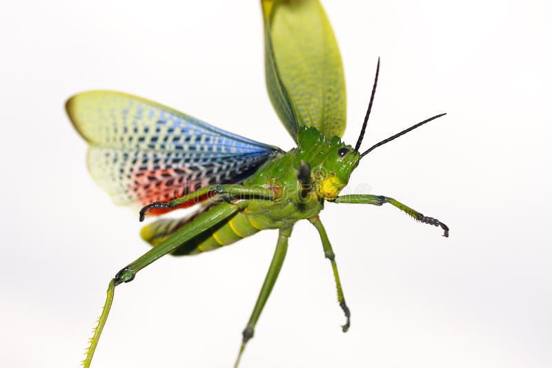 Groen eng insect stock afbeelding. Image of schepsel, sluit - 820917