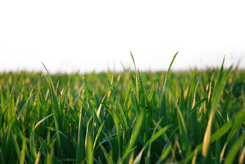 Groen geïsoleerdr gras stock afbeelding. Image of april - 2119613