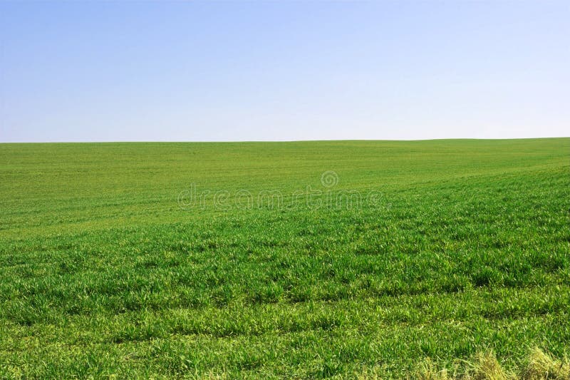 Groen veld stock foto. Image of weide, gras, land, achtergrond - 2182240