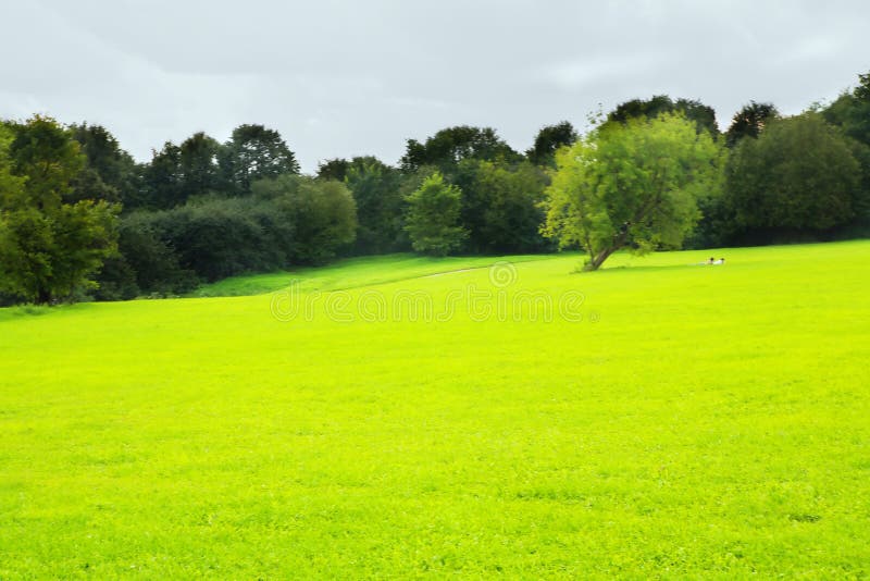 De Zomer in Het Park Met Groen Bomen En Gras Stock Afbeelding - Image ...