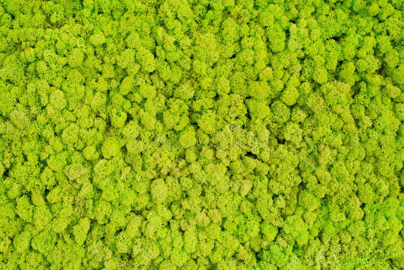 Groen gestabiliseerd mos stock foto. Image of naughty - 121801686