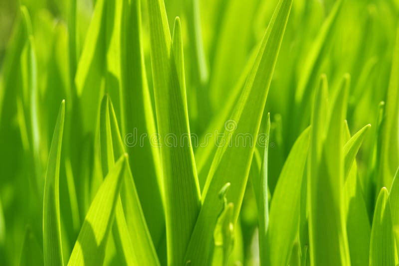 Groen gras stock foto. Image of bloem, kleur, gras, kleurrijk - 1145198