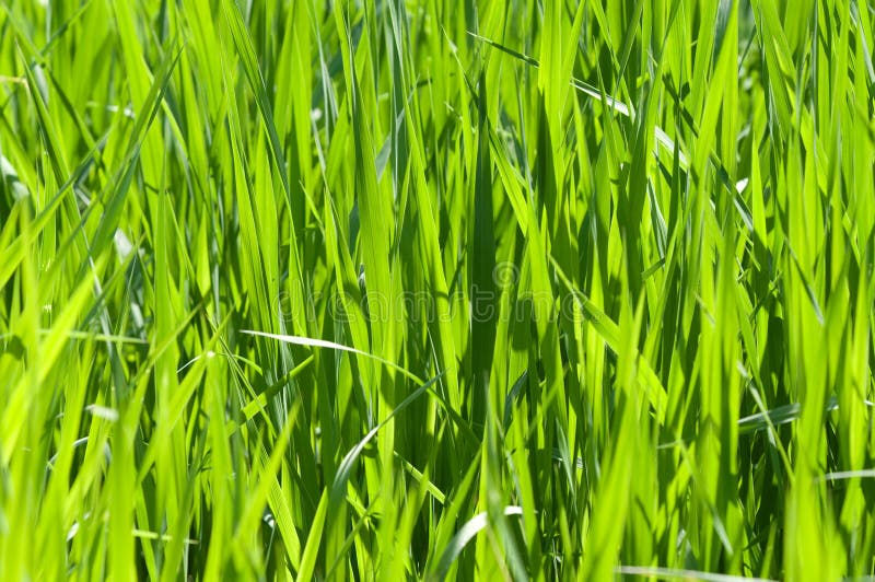 Groen gras stock foto. Image of trillend, vitaliteit - 12897736