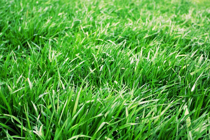 De Achtergrond Van De Lente of Van De Zomer Met Groen Gras Het Concept ...