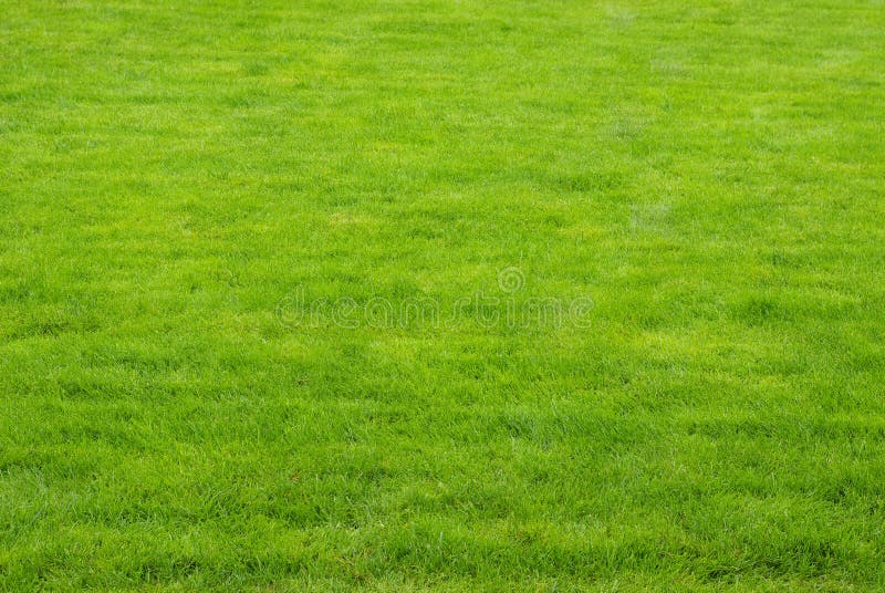 Groen gras stock foto. Image of installatie, vlieg, samenvatting - 13256324