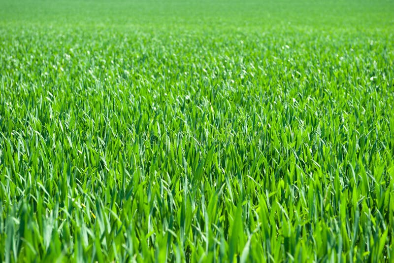 Groen gras stock afbeelding. Image of gebladerte, behoud - 15678947