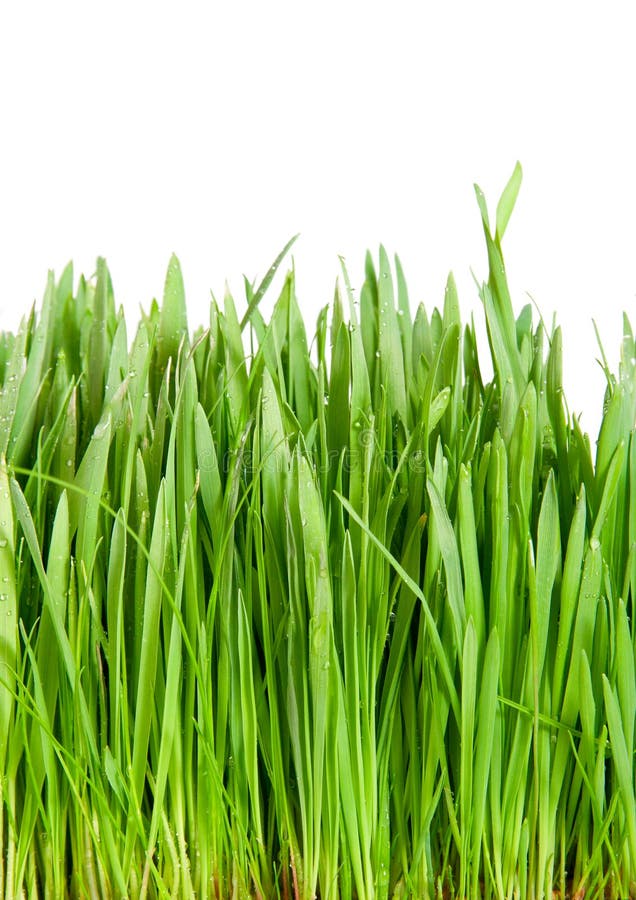 Groen gras stock foto. Image of macro, lente, landelijk - 19392992