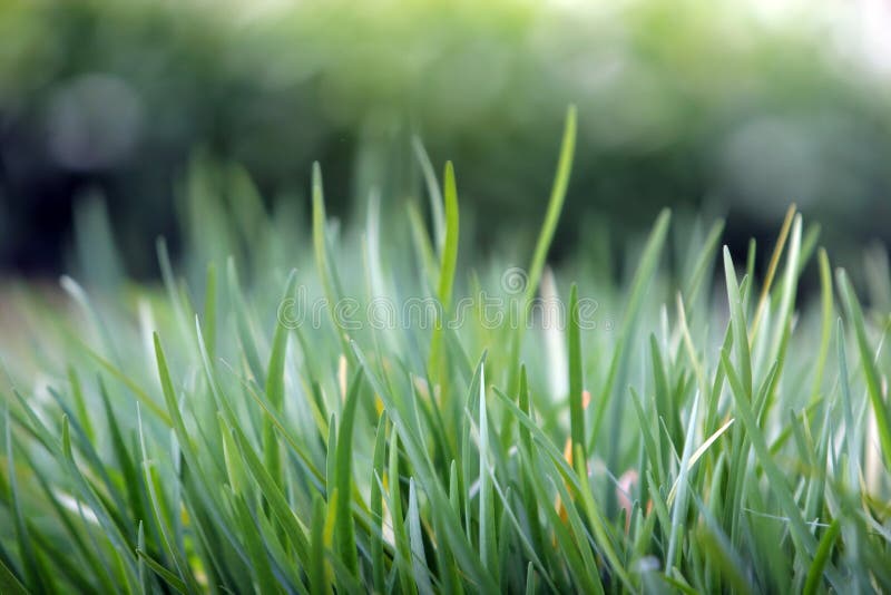 Groen gras stock afbeelding. Image of gras, mooi, groei - 2230697