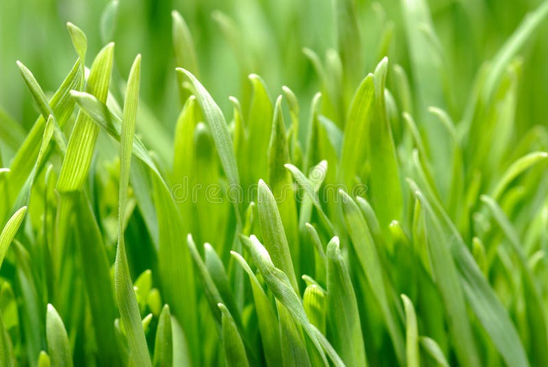 Groen gras stock afbeelding. Image of ecologie, gebied - 2263209