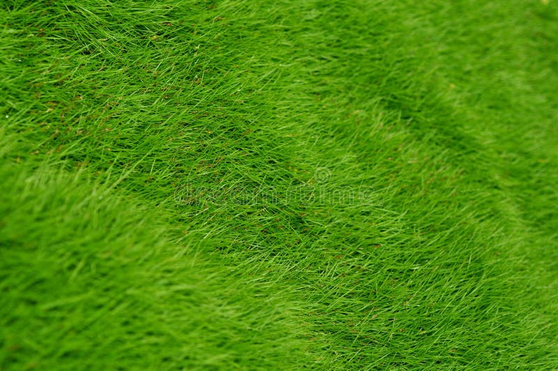 Groen gras stock foto. Image of schoonheid, botanisch - 31302398