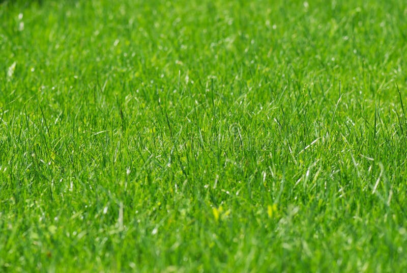 Groen Gras stock foto. Image of plantkunde, zuiverheid - 36927726