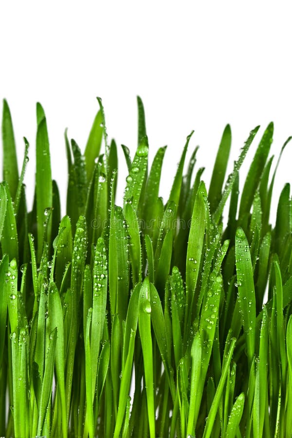 Groen gras stock foto. Image of botanisch, chlorofyl, vers - 4729532